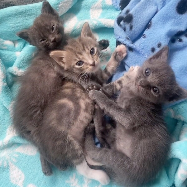 A Tiny Spare Bathroom Gives Mama Hadley and Her Kitten Trio a Chance ...