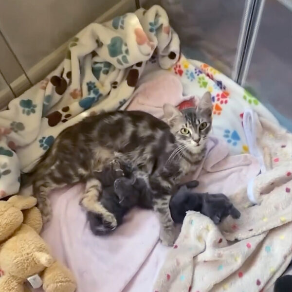 A Tiny Spare Bathroom Gives Mama Hadley and Her Kitten Trio a Chance ...