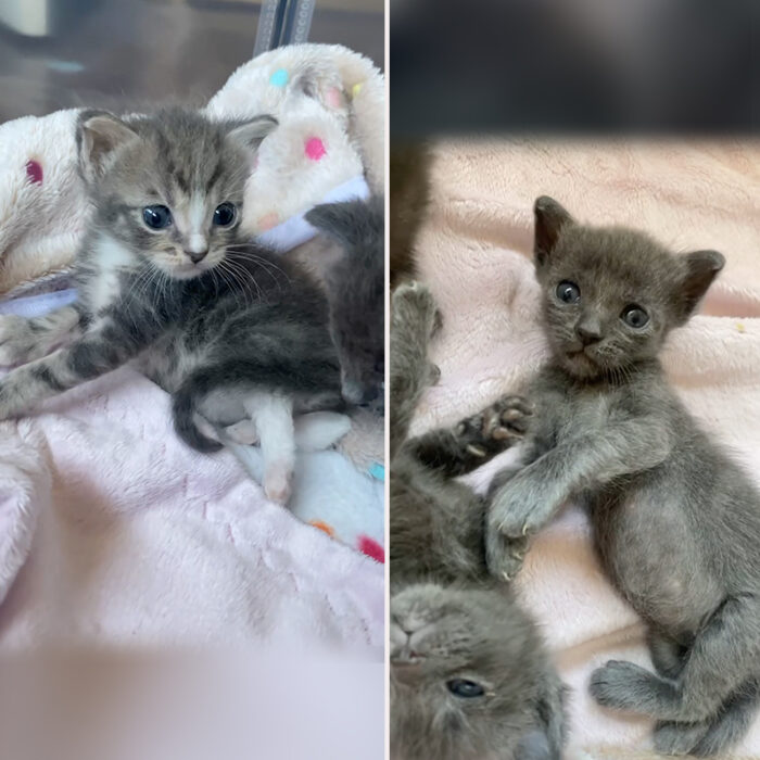 A Tiny Spare Bathroom Gives Mama Hadley and Her Kitten Trio a Chance ...
