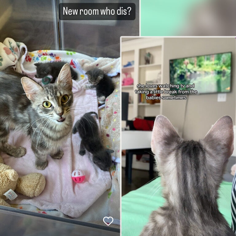 A Tiny Spare Bathroom Gives Mama Hadley and Her Kitten Trio a Chance ...