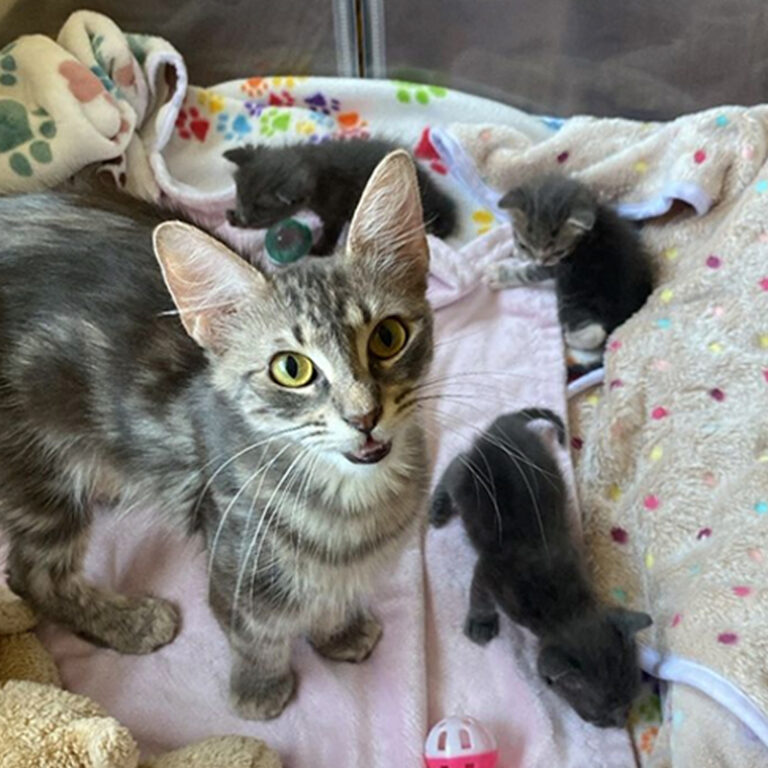 A Tiny Spare Bathroom Gives Mama Hadley and Her Kitten Trio a Chance ...
