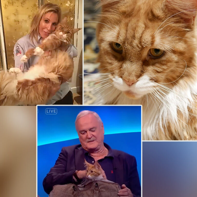 Legendary Comedian John Cleese Welcomes Lucky 'Proper Cat' to the ...