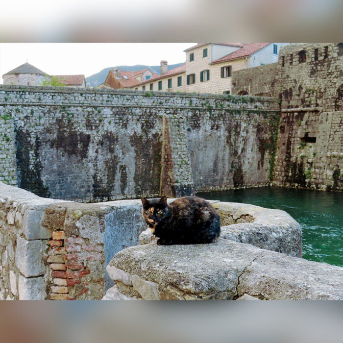 World Traveler Says Kotor, Montenegro, Might Be the 'Best Cat City in ...