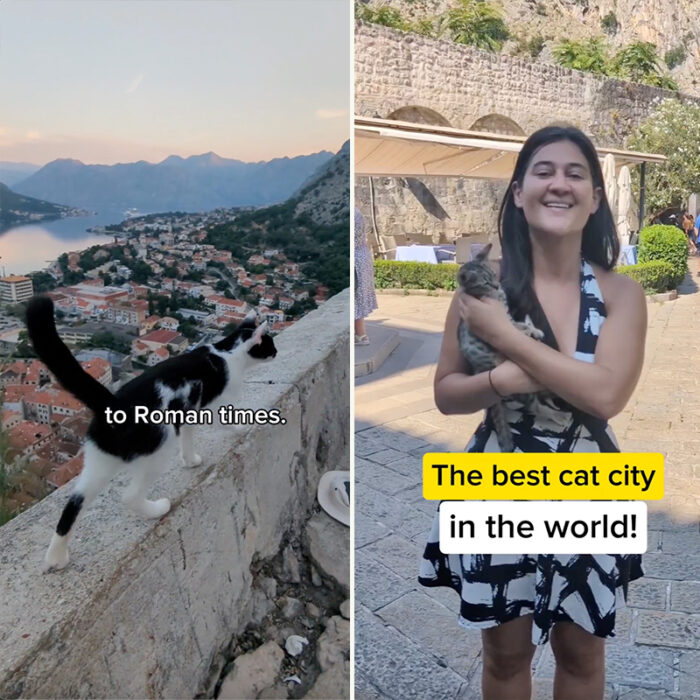 World Traveler Says Kotor, Montenegro, Might Be the 'Best Cat City in ...