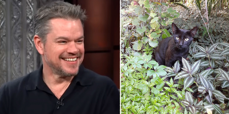 Matt Damon's Tough 'Jungle Cat' from Costa Rica and How He Beat Cancer ...