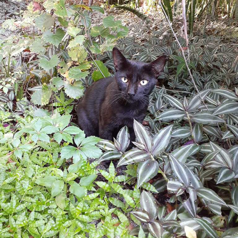 Matt Damon's Tough 'Jungle Cat' from Costa Rica and How He Beat Cancer ...