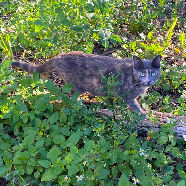 Matt Damon's Tough 'Jungle Cat' from Costa Rica and How He Beat Cancer ...