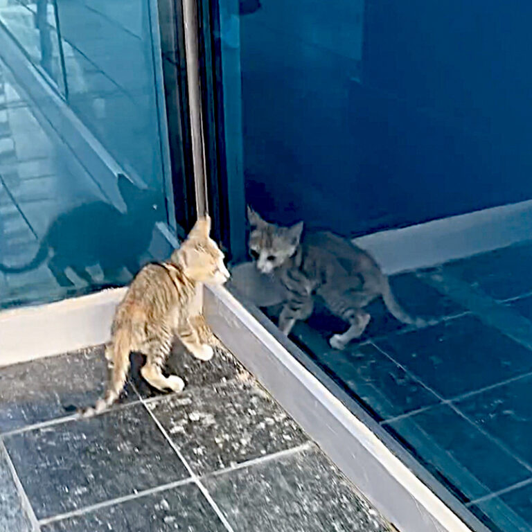 Woman 'Manifested' a Kitten After Slowing Down Her Car on a Busy Dubai ...