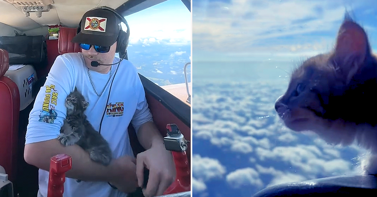 Volunteer Pilot Takes to the Skies To Save the Cutest Kitten Passengers ...