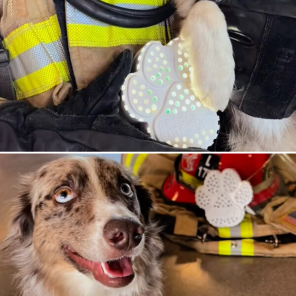 Firefighter and Twin Invent Device to Help Locate and Save Pets in Home ...
