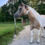 Formerly Wild Mustangs 'Help' Rescue a Starving Kitten That 'Turned Up ...