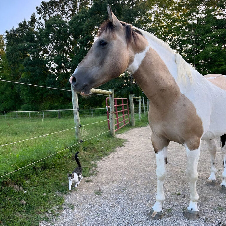 Formerly Wild Mustangs 'Help' Rescue a Starving Kitten That 'Turned Up ...