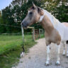 Formerly Wild Mustangs 'Help' Rescue a Starving Kitten That 'Turned Up ...