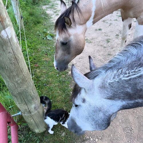 Formerly Wild Mustangs 'Help' Rescue a Starving Kitten That 'Turned Up ...