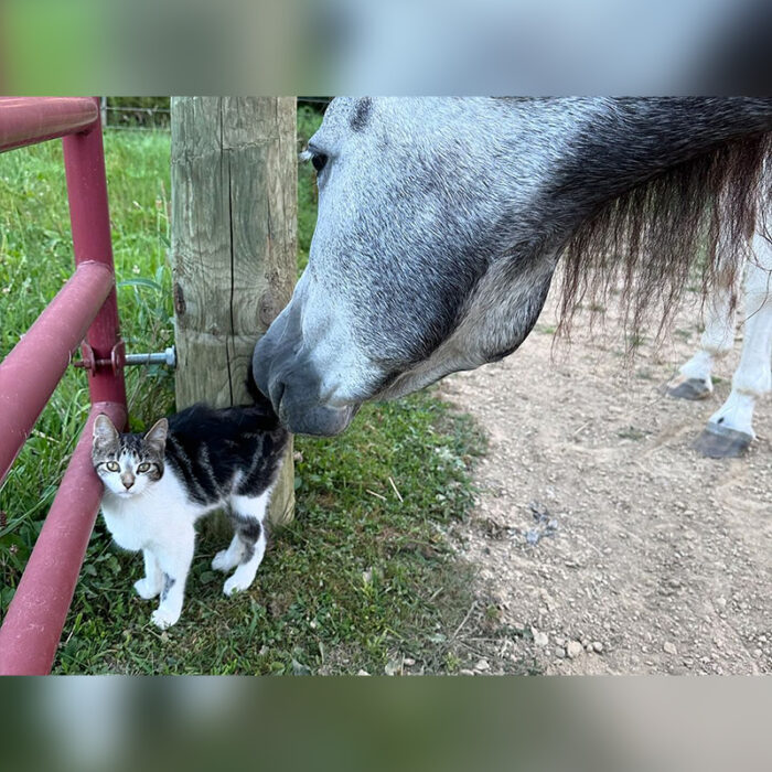 Formerly Wild Mustangs 'Help' Rescue a Starving Kitten That 'Turned Up ...