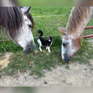 Formerly Wild Mustangs 'Help' Rescue a Starving Kitten That 'Turned Up ...