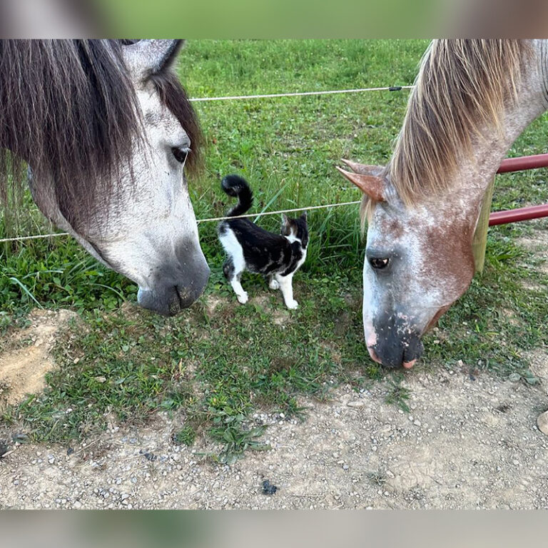Formerly Wild Mustangs 'Help' Rescue a Starving Kitten That 'Turned Up ...
