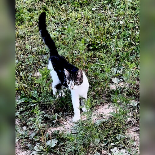 Formerly Wild Mustangs 'Help' Rescue a Starving Kitten That 'Turned Up ...