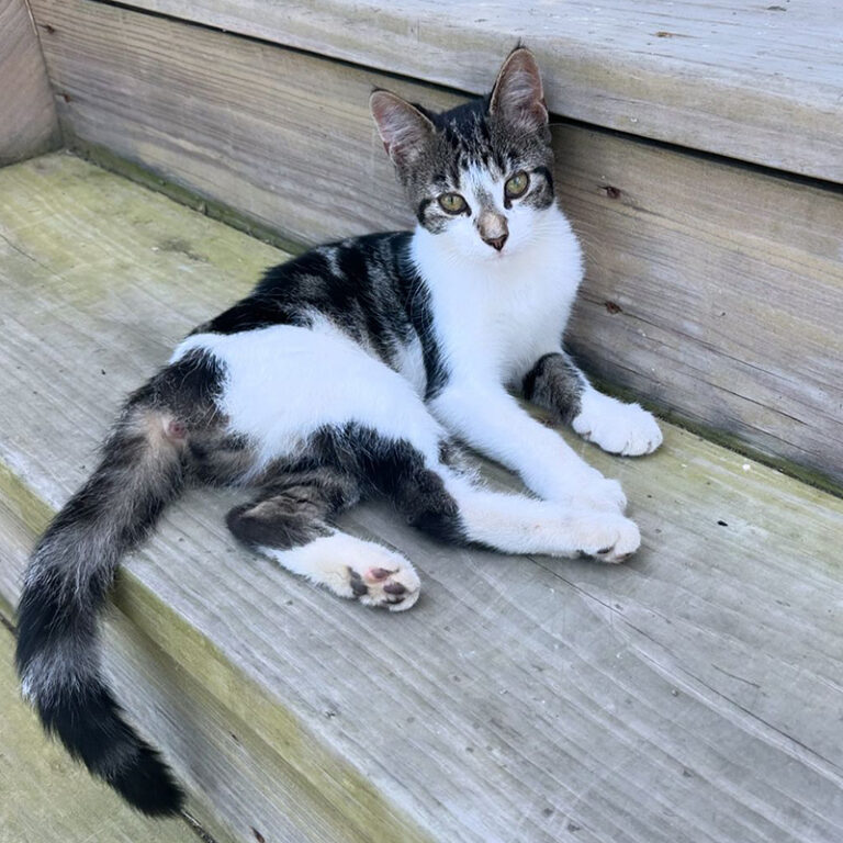 Formerly Wild Mustangs 'Help' Rescue a Starving Kitten That 'Turned Up ...