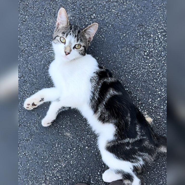 Formerly Wild Mustangs 'Help' Rescue a Starving Kitten That 'Turned Up ...