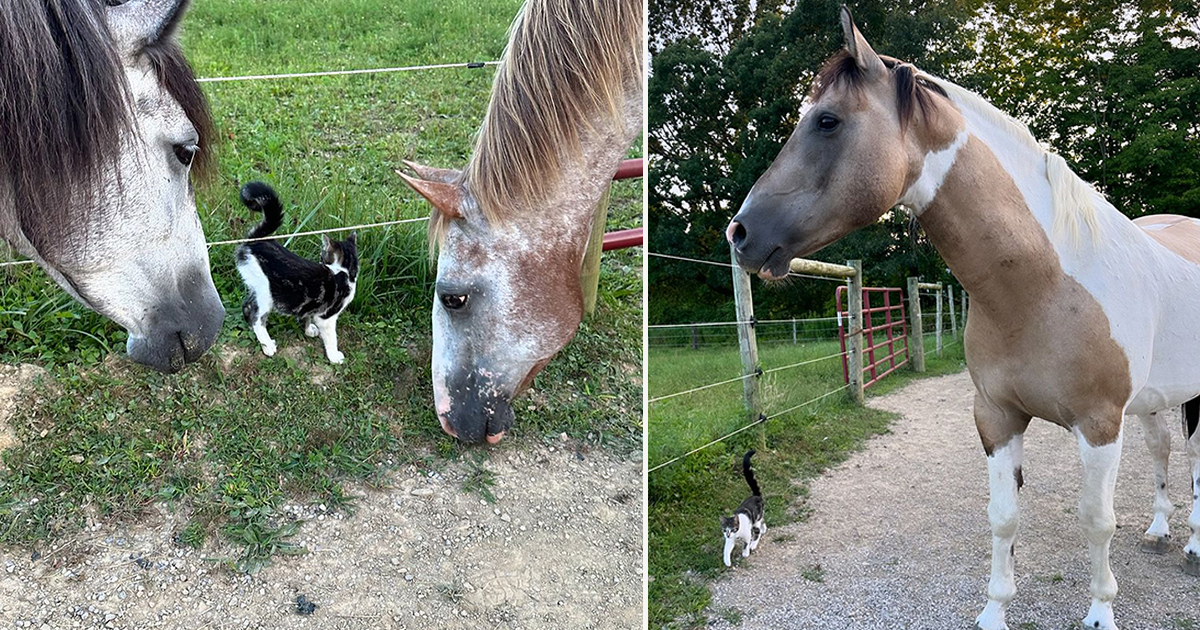 Formerly Wild Mustangs 'Help' Rescue a Starving Kitten That 'Turned Up ...