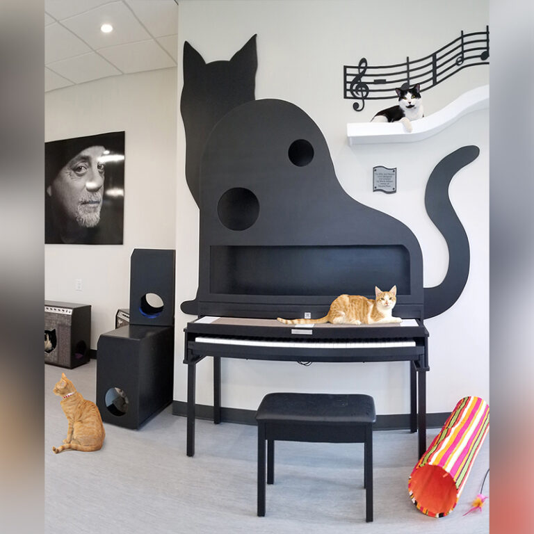 Stars Build a Dream Adoption Center Inspired by Beth and Howard Stern's ...