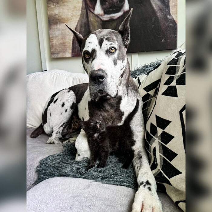 Once Aggressive Great Dane Blows Away Family When She Gently Mothers ...
