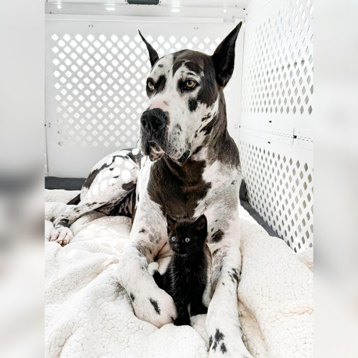 Once Aggressive Great Dane Blows Away Family When She Gently Mothers ...