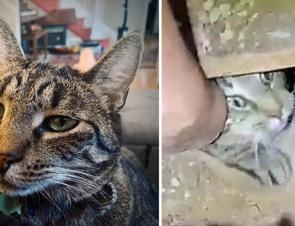 25 Interesting Facts About Cats You May Not Have Known - Cole & Marmalade