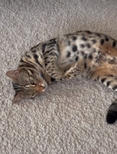 Flounder the Cat Has a LOT to Say Using Her Buttons to Train Her Humans ...