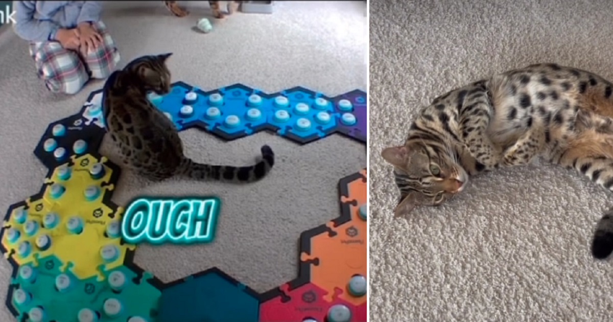 Flounder the Cat Has a LOT to Say Using Her Buttons to Train Her Humans ...