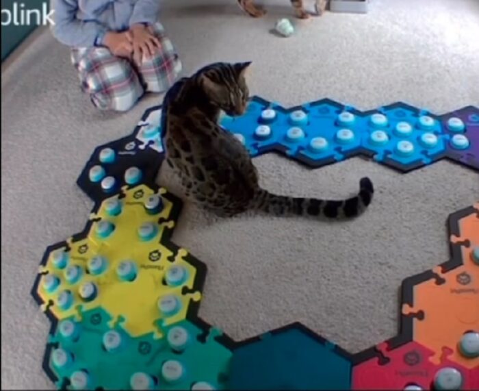 Flounder the Cat Has a LOT to Say Using Her Buttons to Train Her Humans ...