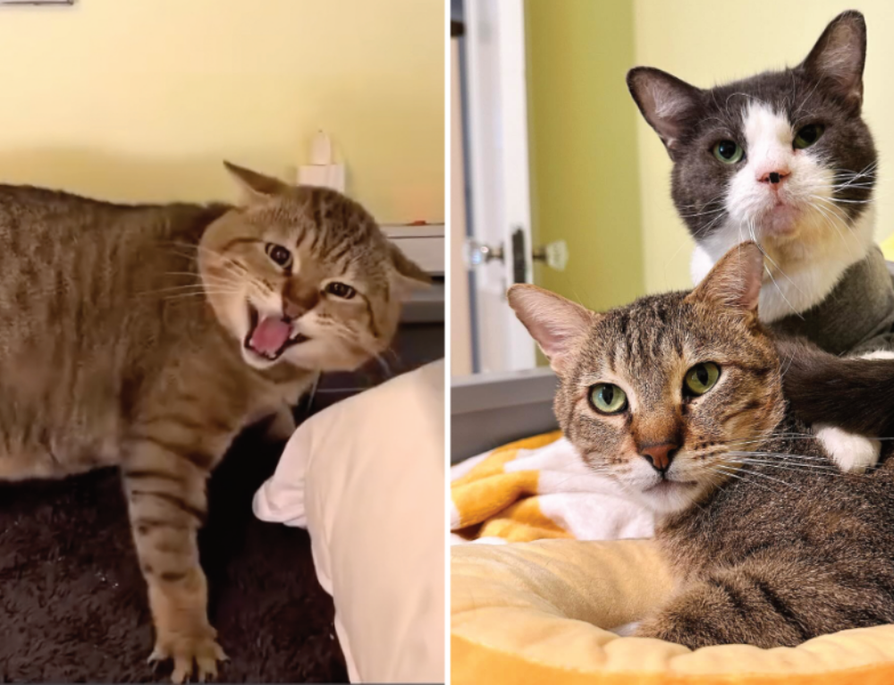 CPR For Cats: What Every Cat Owner Should Know - Cole & Marmalade