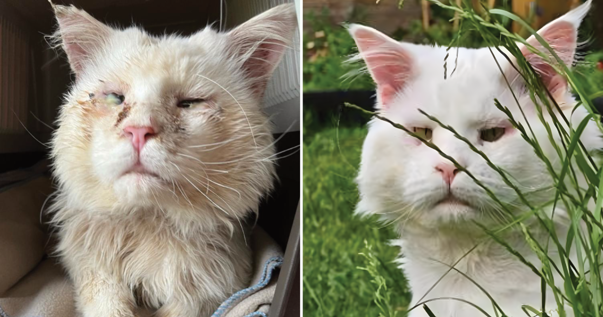 Prince Louis The Cat Saved From Going Blind - Cole & Marmalade