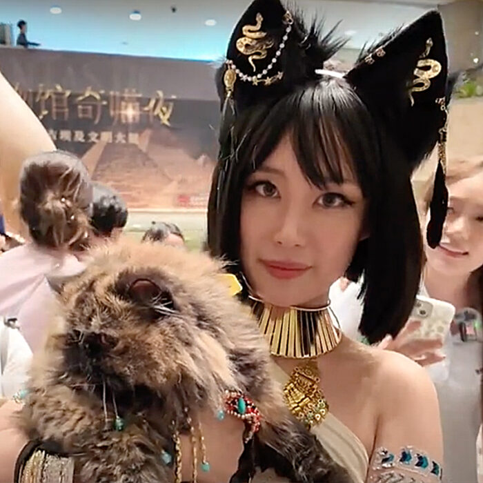 Museum's 'Meow Night' Allowed Cats to View Ancient Egyptian Felines in ...