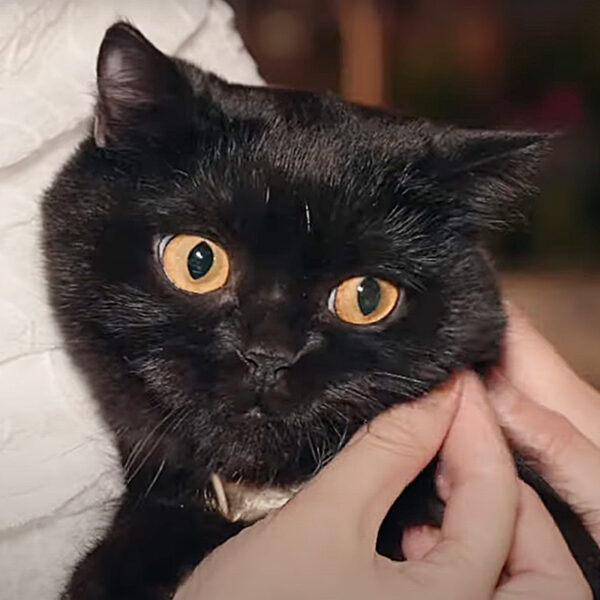 Museum's 'Meow Night' Allowed Cats to View Ancient Egyptian Felines in ...