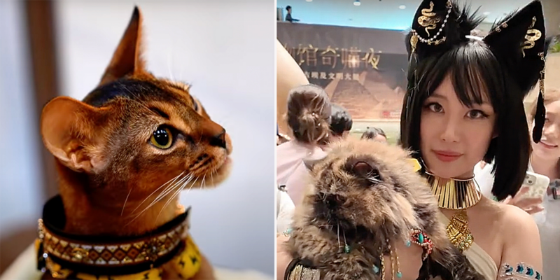 Museum's 'Meow Night' Allowed Cats to View Ancient Egyptian Felines in ...