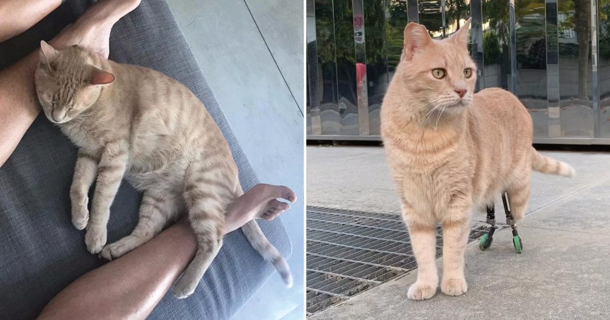 Vito, The Bionic Cat, Doesn't Let Anything Stop Him - Cole & Marmalade