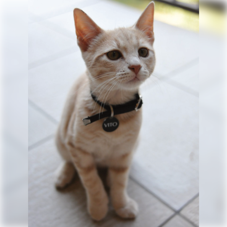 Vito, The Bionic Cat, Doesn't Let Anything Stop Him - Cole & Marmalade