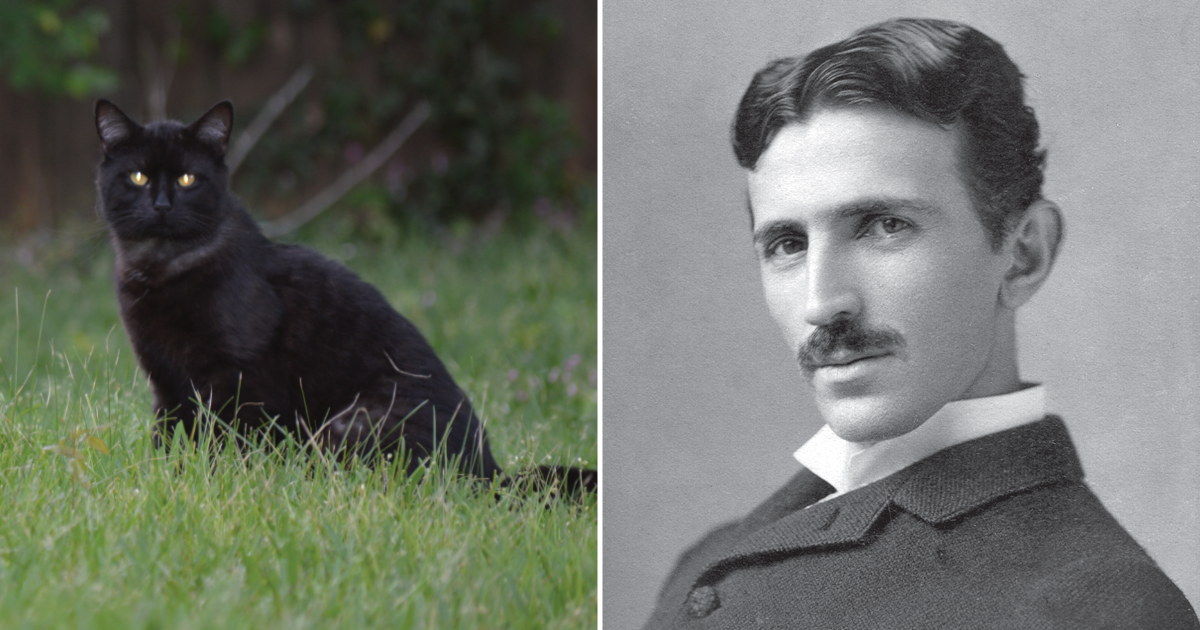 The Cat Who Inspired The Genius - Cole & Marmalade