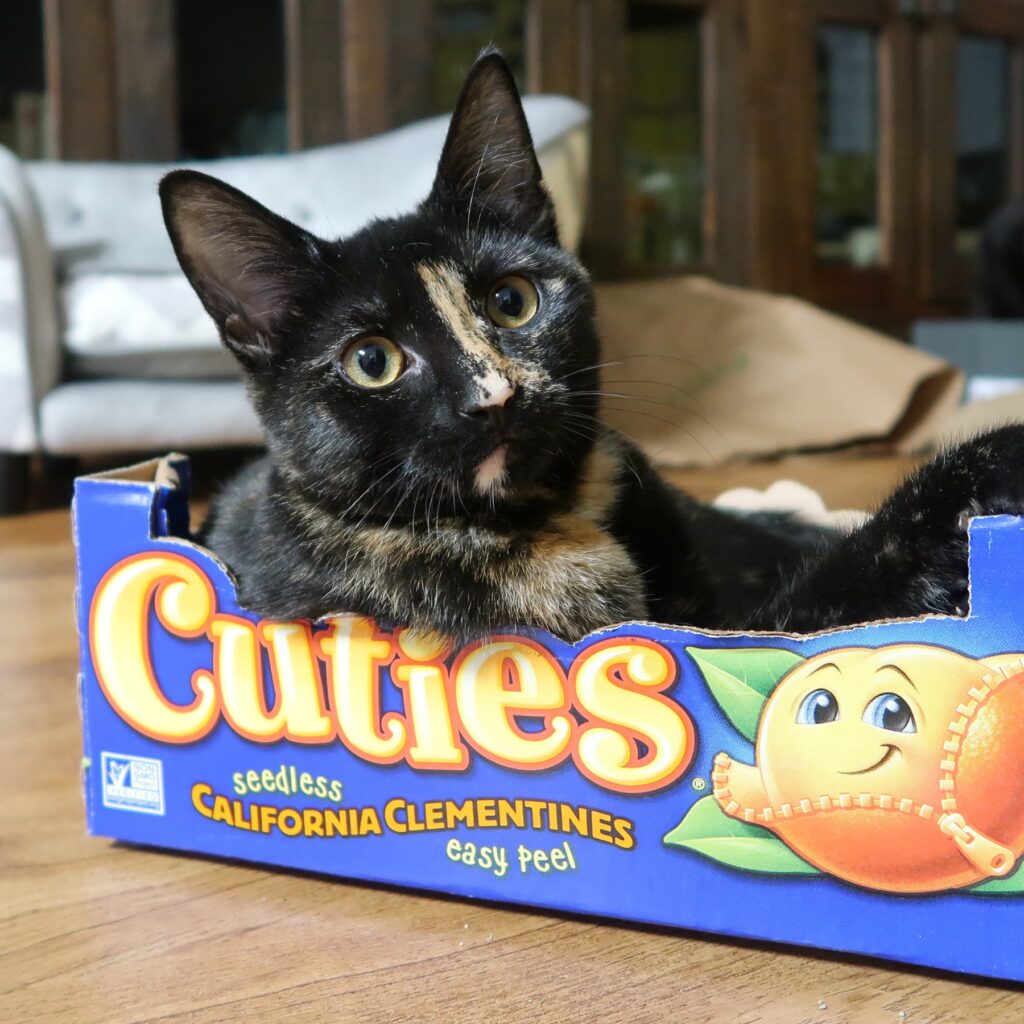 What Smells Do Our Cats Seem to PreFUR? - Cole & Marmalade