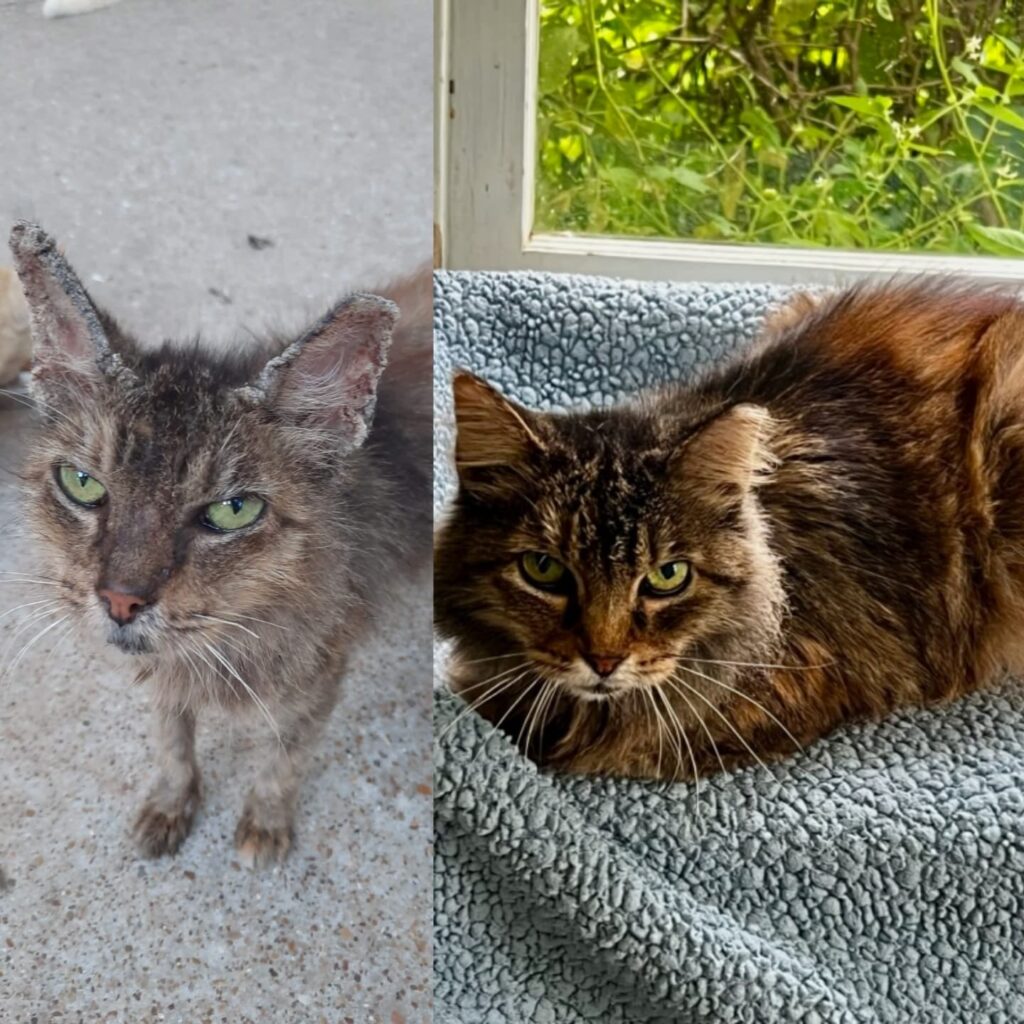 The Stunning Transformation of Miko, The Sweet Feline From Huge Texas ...