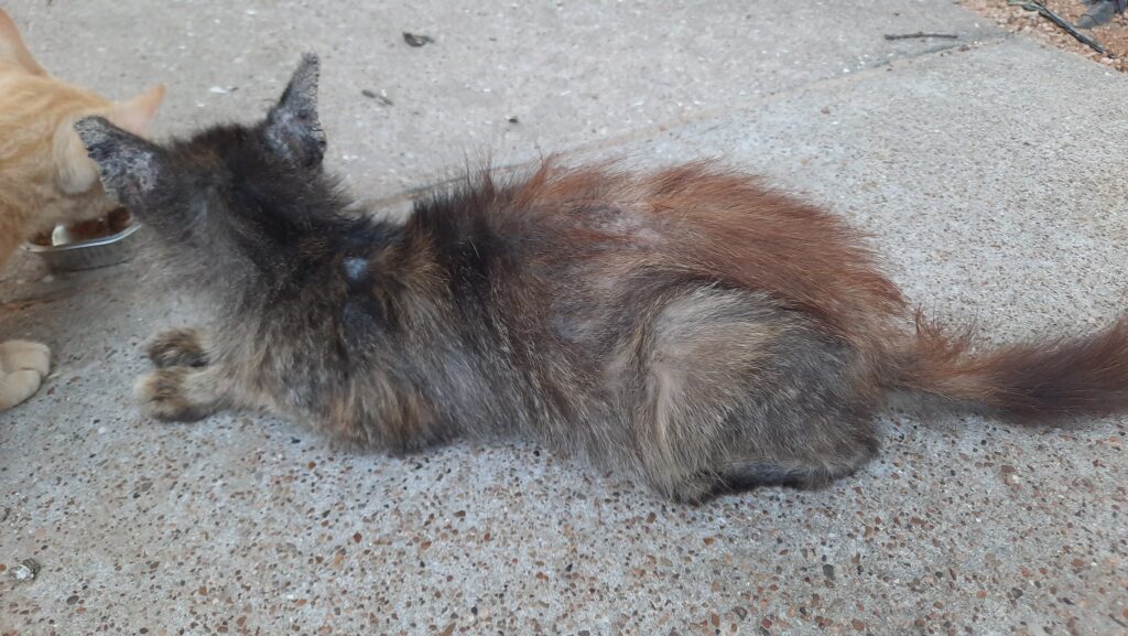 The Stunning Transformation of Miko, The Sweet Feline From Huge Texas ...