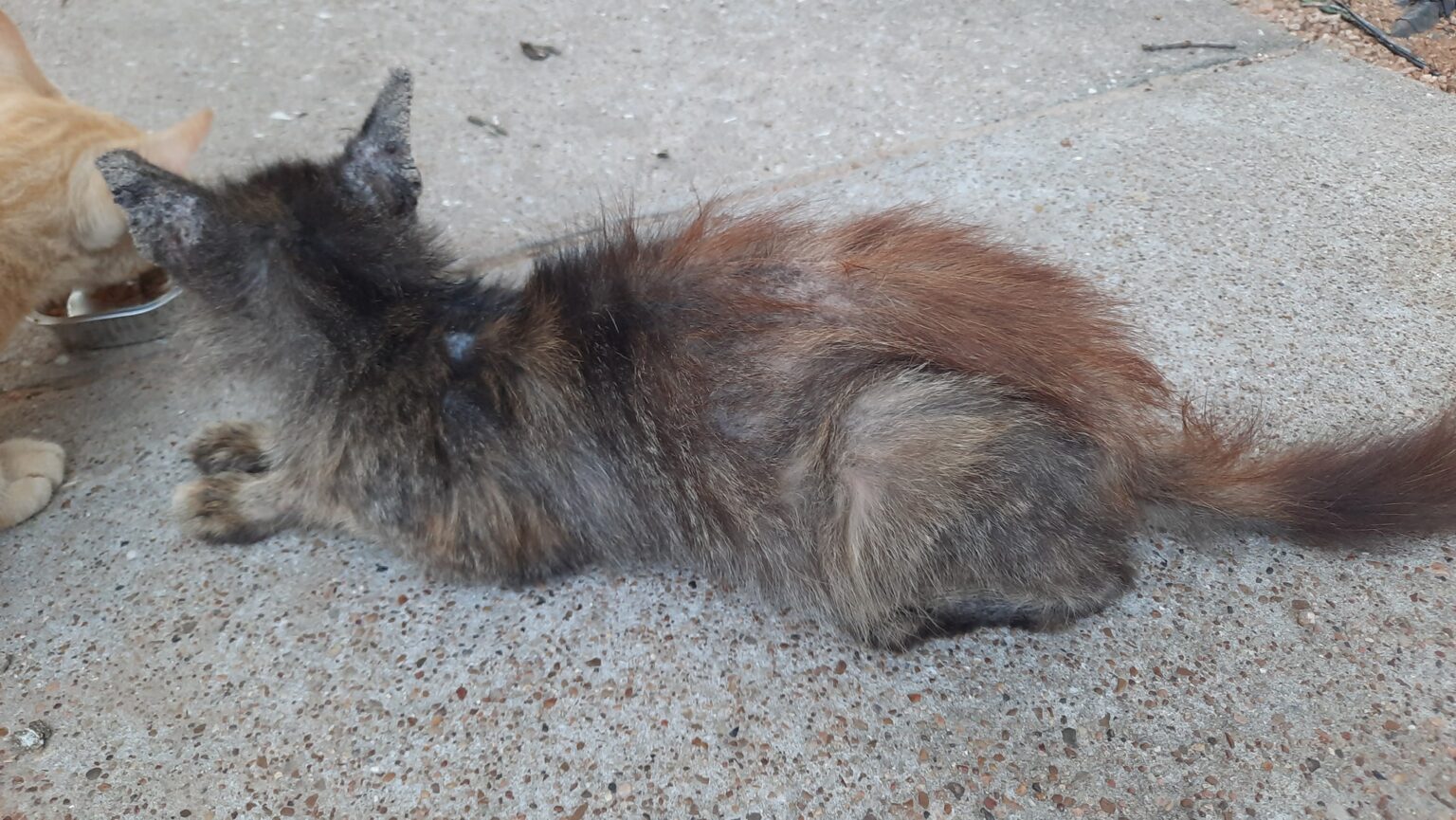 The Stunning Transformation of Miko, The Sweet Feline From Huge Texas ...