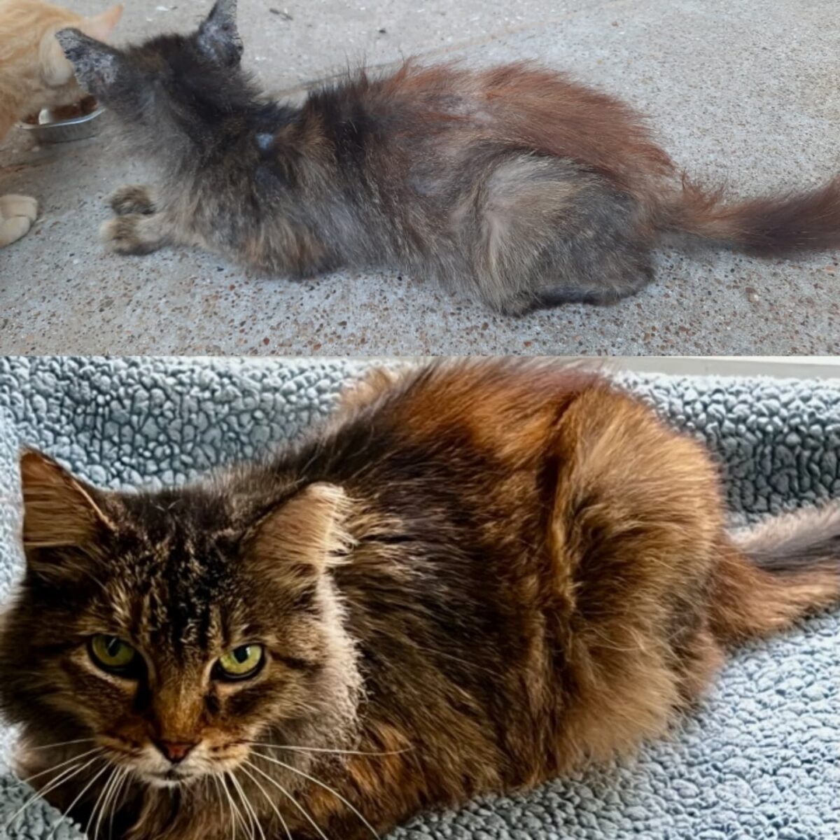 The Stunning Transformation of Miko, The Sweet Feline From Huge Texas ...