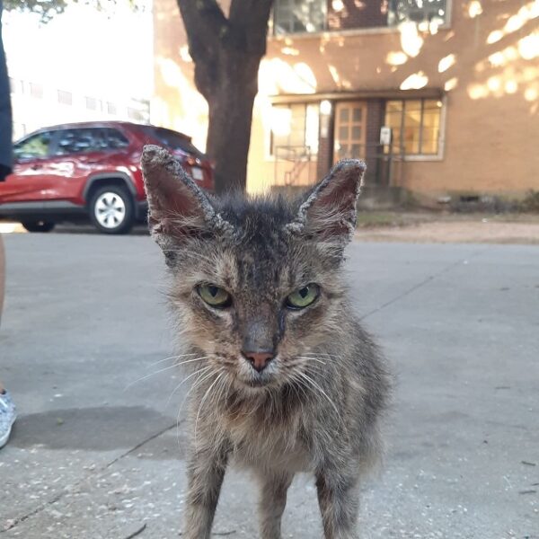 The Stunning Transformation of Miko, The Sweet Feline From Huge Texas ...