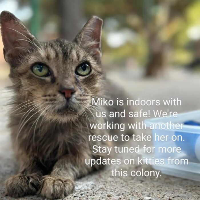 The Stunning Transformation of Miko, The Sweet Feline From Huge Texas ...