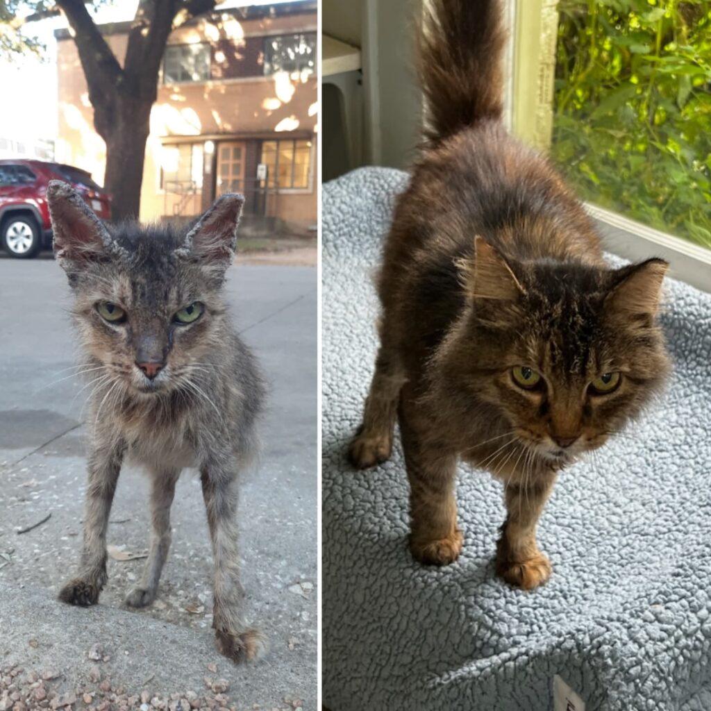 The Stunning Transformation of Miko, The Sweet Feline From Huge Texas ...