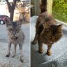 The Stunning Transformation of Miko, The Sweet Feline From Huge Texas Cat Colony - Cole & Marmalade