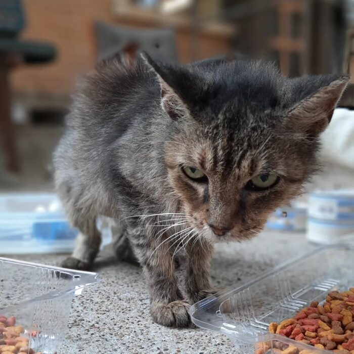 The Stunning Transformation of Miko, The Sweet Feline From Huge Texas ...